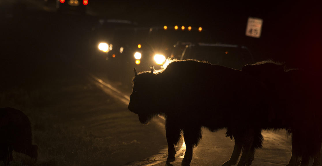 What is Nature Positive? | The Oxford Nature Positive Hub